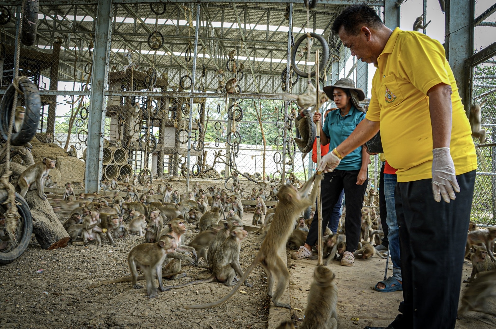 On patrol with Thailand's 'Anti-Monkey Unit' battling to keep primates ...
