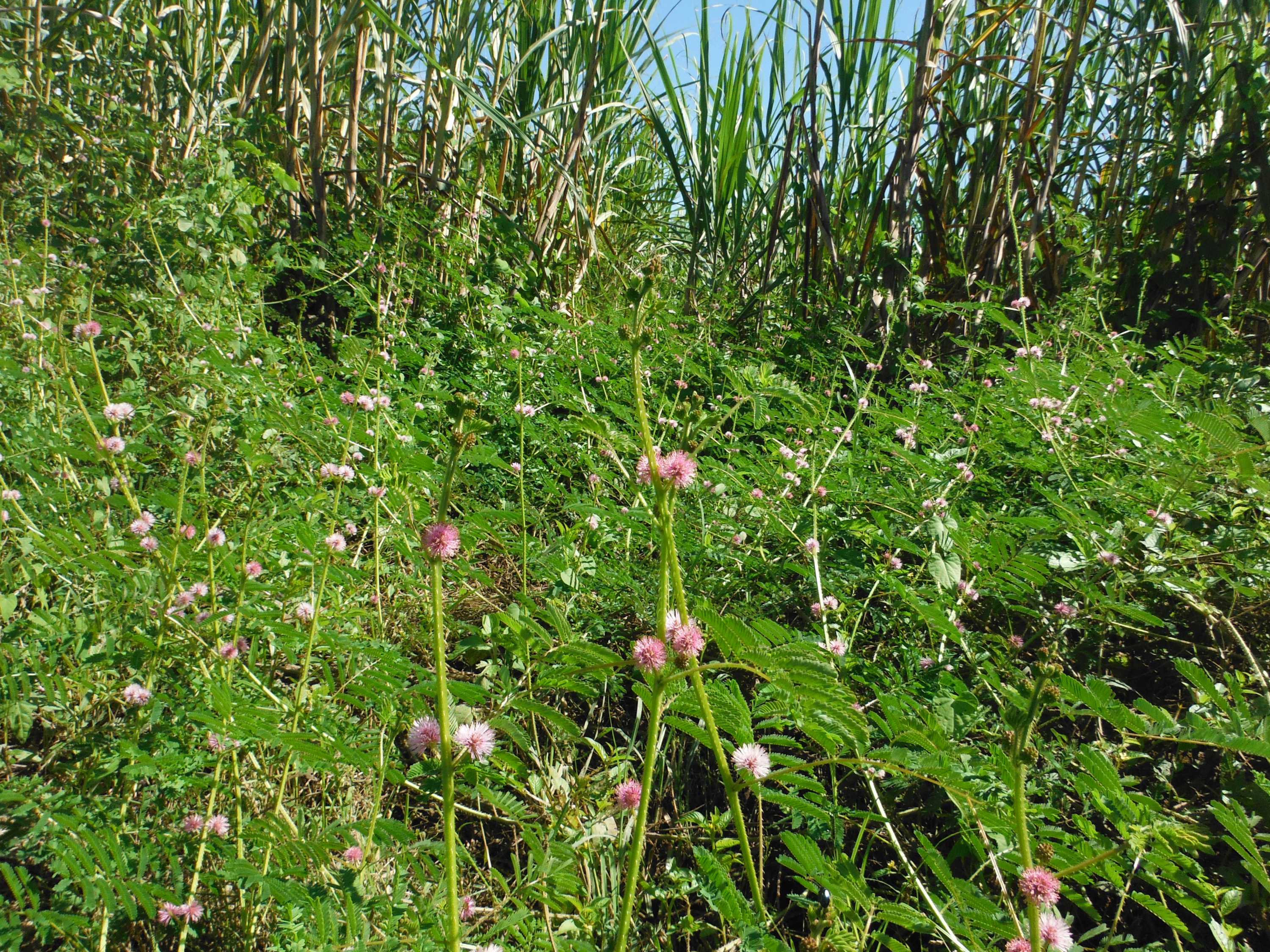 It might look harmless ... but this weed is an agricultural menace ...