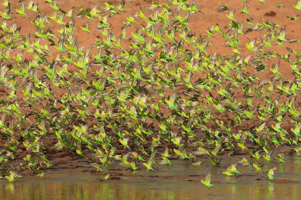Budgies swarm in outback Australia as wildlife photographer stands ...