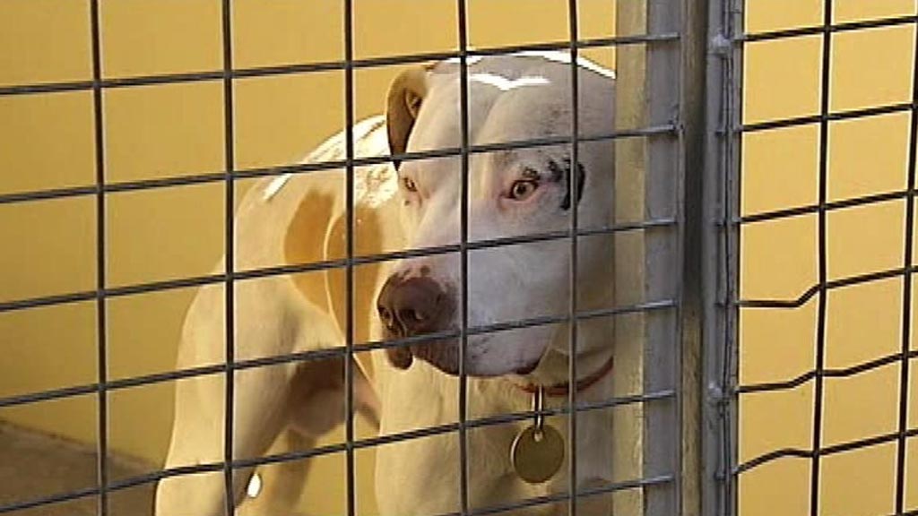 Queensland councils seeking more teeth to tackle dangerous dogs - ABC News