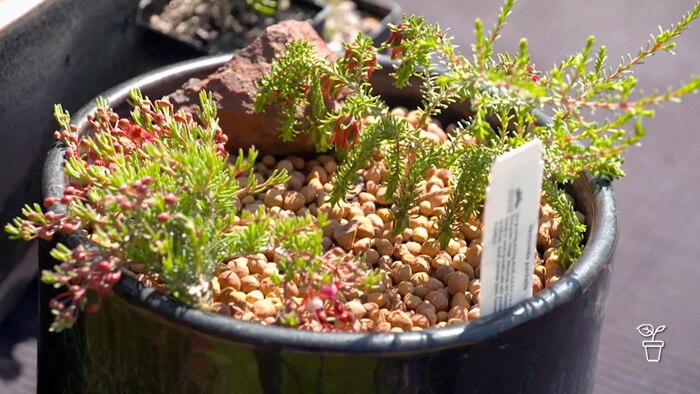 WA Natives in Pots - Gardening Australia