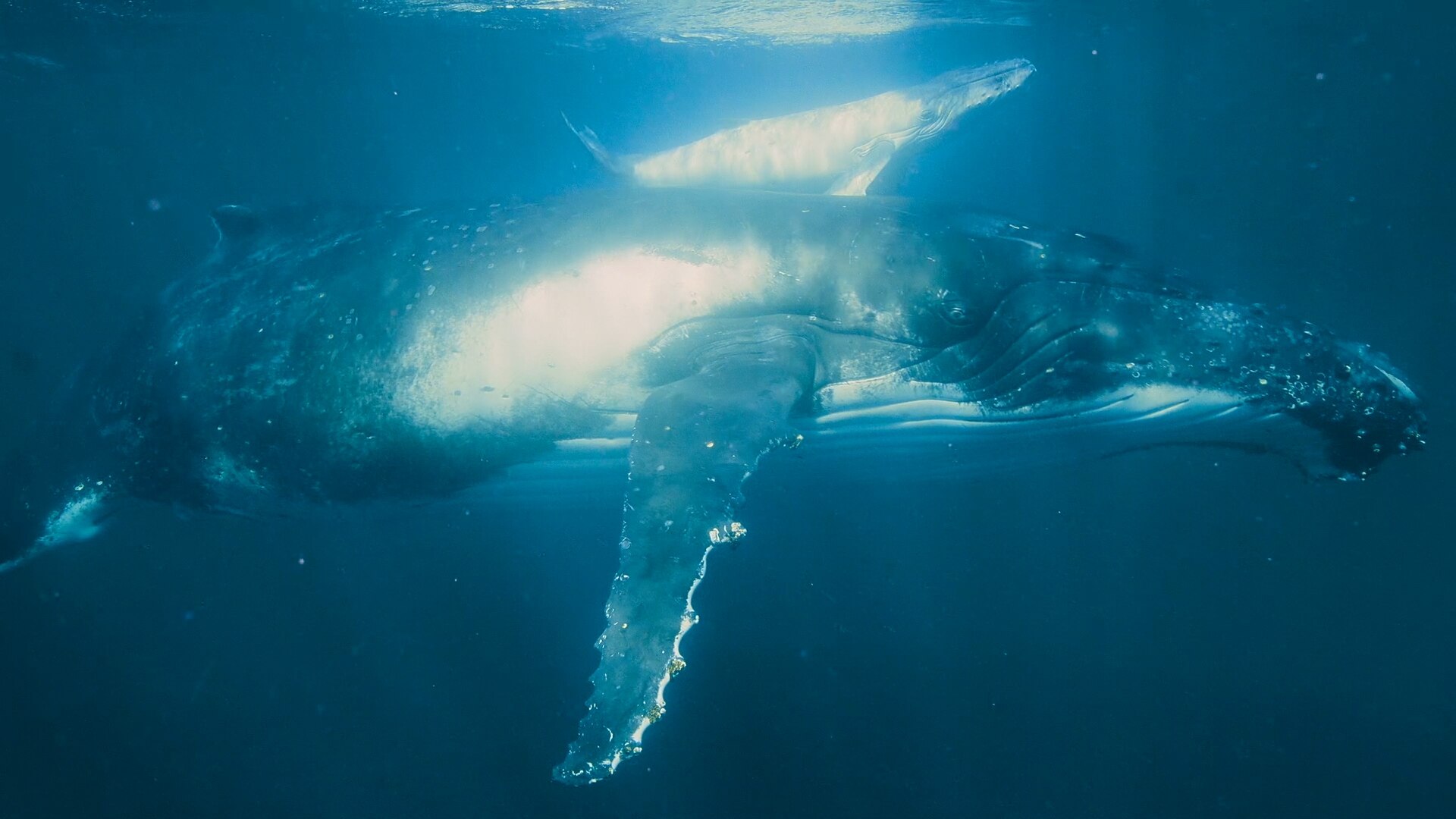 Humpback whale singing - ABC News