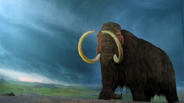 Scientists recreate Ice Age mammoth’s life in incredible detail - ABC News