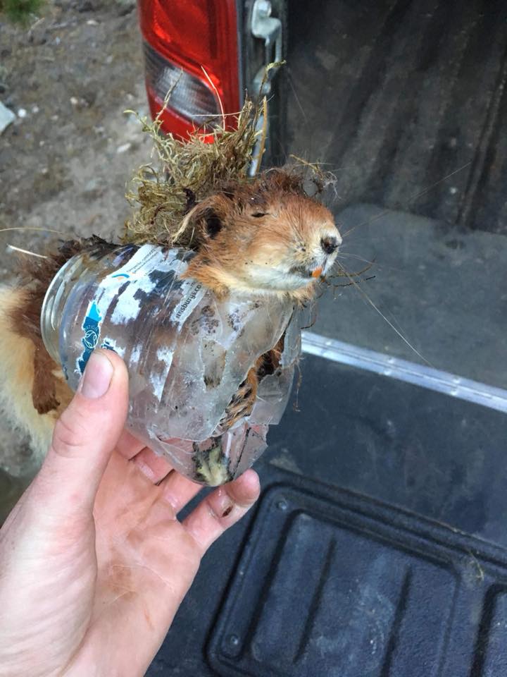 Red squirrel strangled by plastic jar sparks plea from Scottish ...