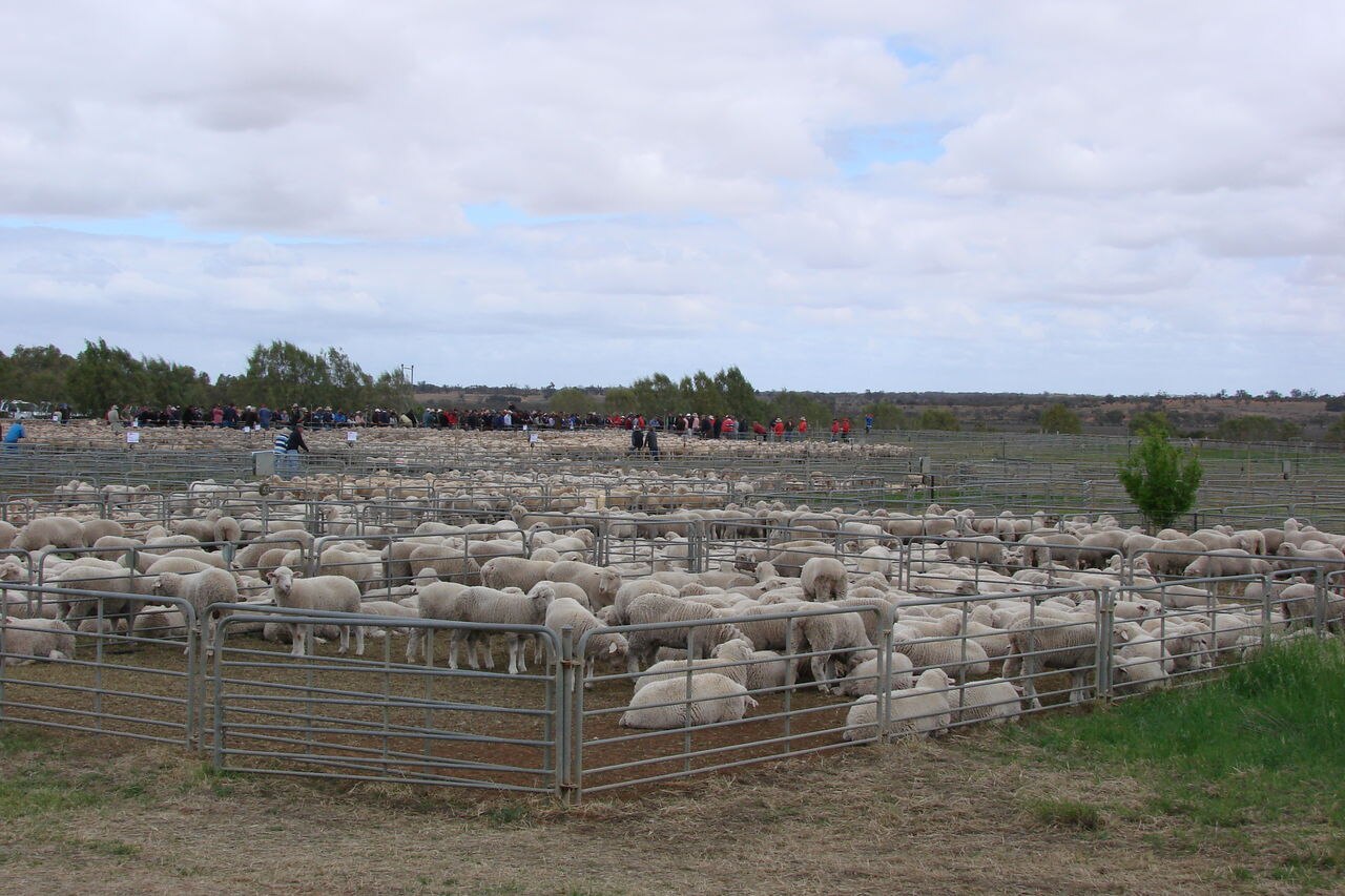 Sheep back at Yelta saleyards for the first time in a year - ABC News