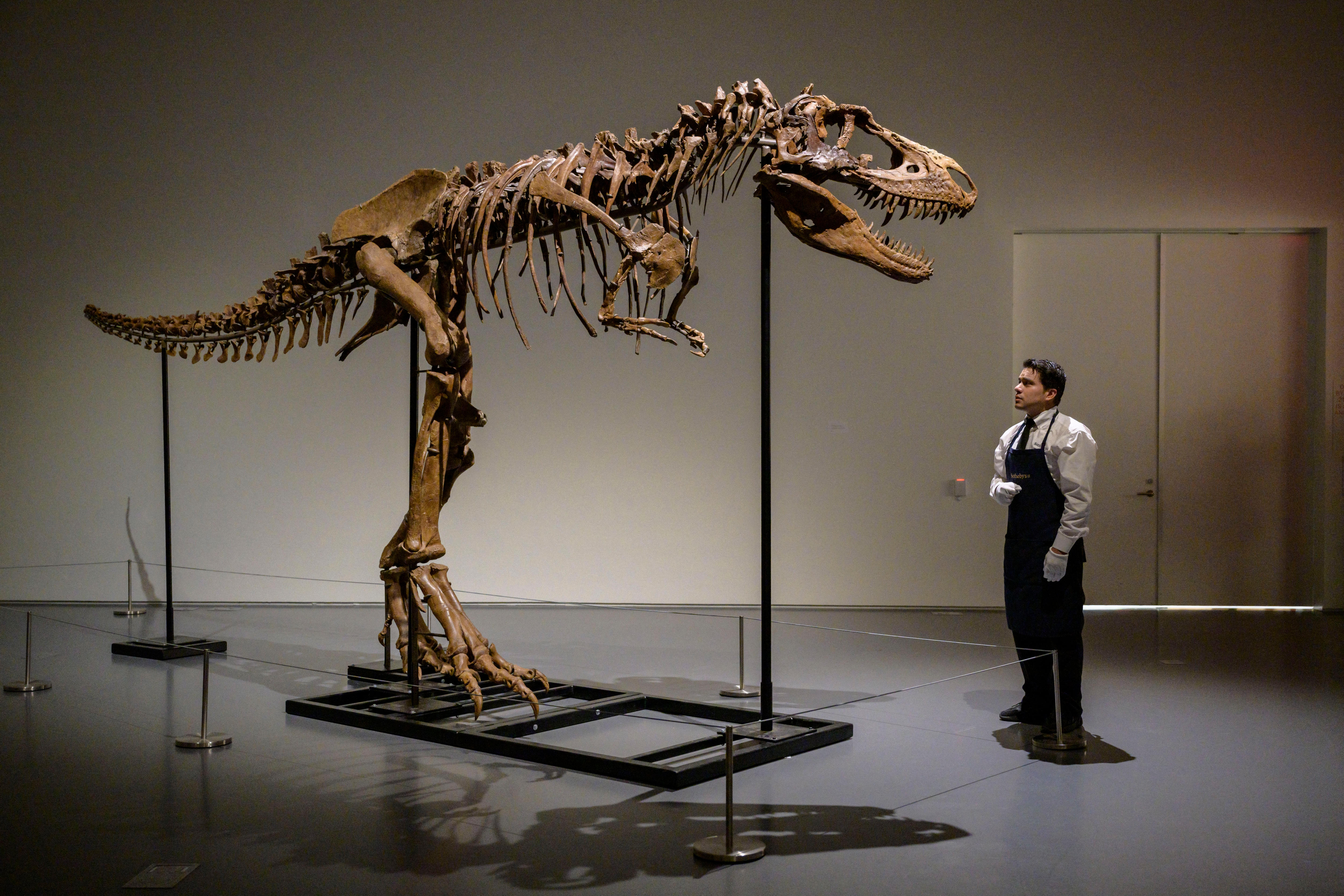 Gorgosaurus dinosaur skeleton sells at New York auction for $US6.1 ...