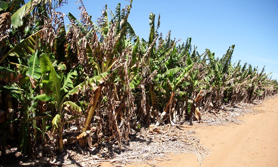 Stephen Stockwell - ABC News