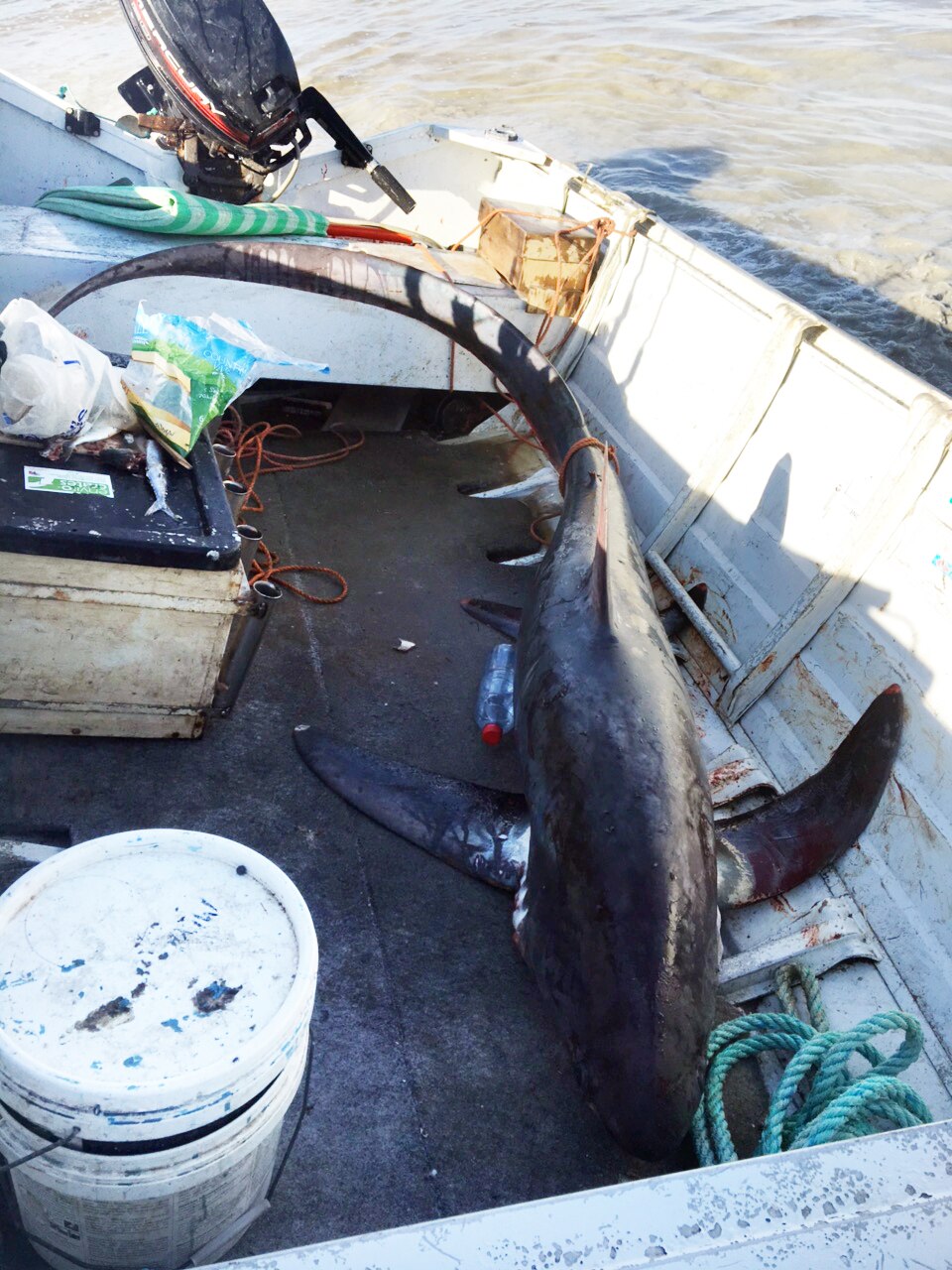 Big shark leaps into small boat with surprised SA fishermen landing ...