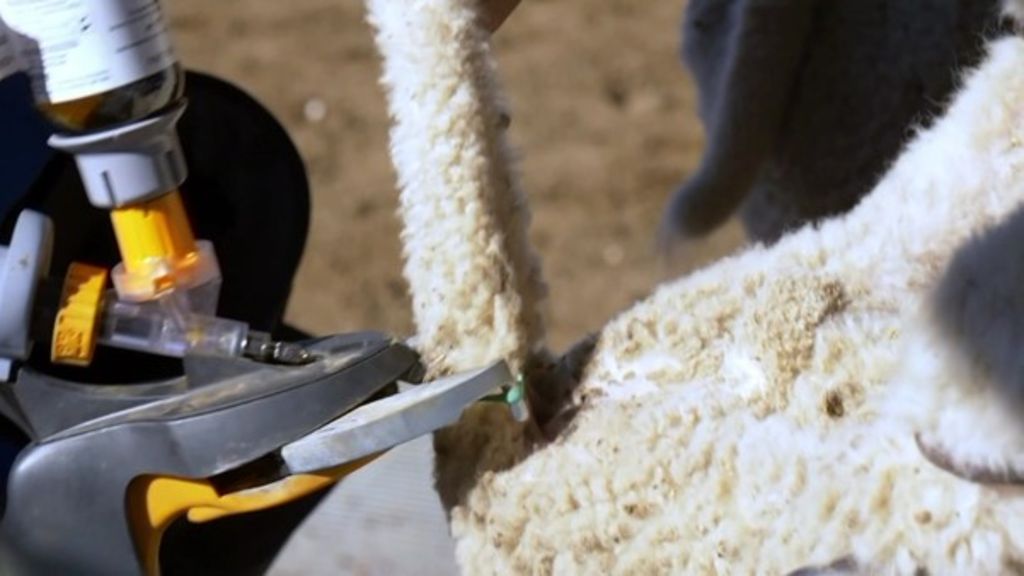 Sweet Relief: Pain-free tail-docking and castration - ABC News