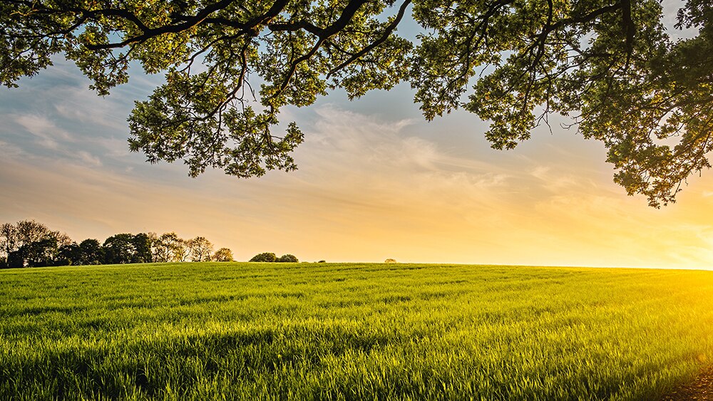 Beethoven for wellbeing: Calm - ABC listen