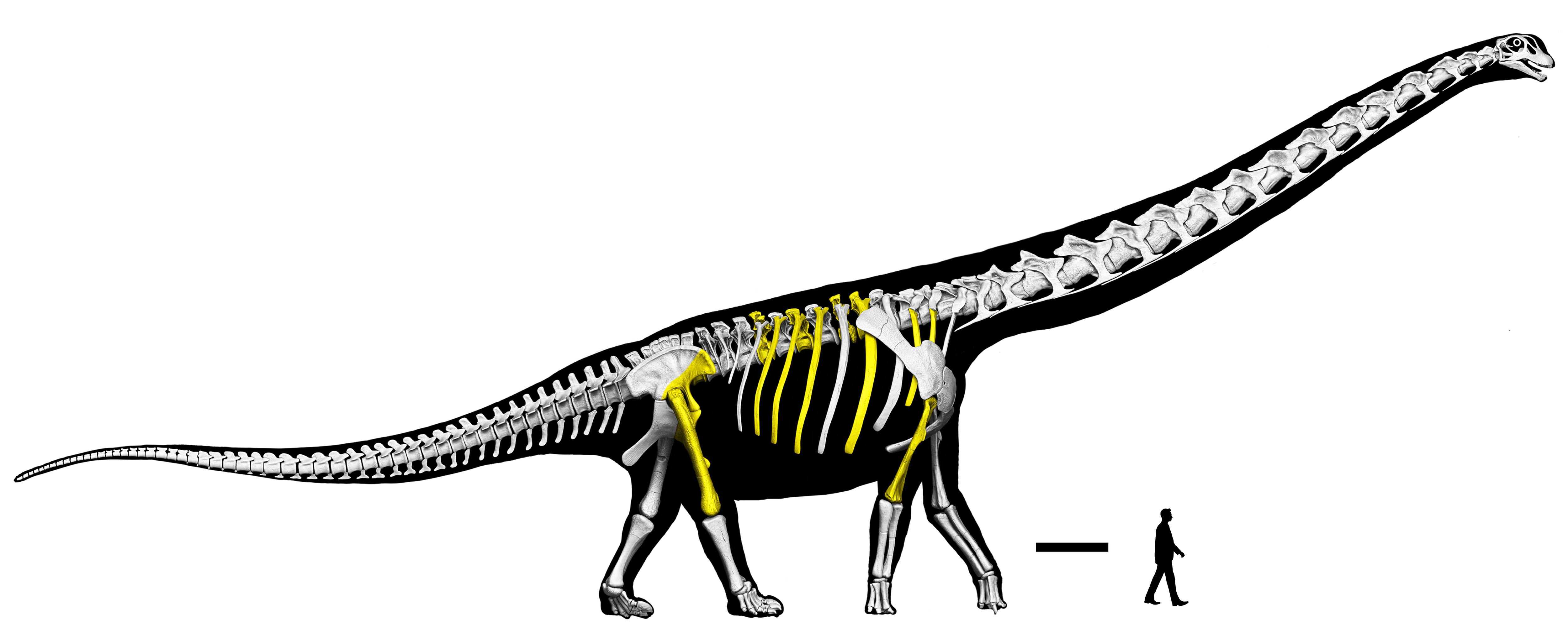 'Nagatitan' is the biggest dinosaur ever found in South-East Asia — and ...