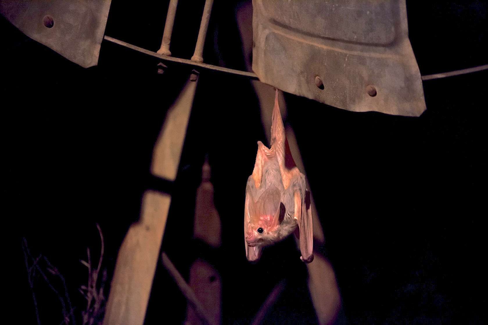 Artificial roosts built for ghost bats at risk of homelessness in ...