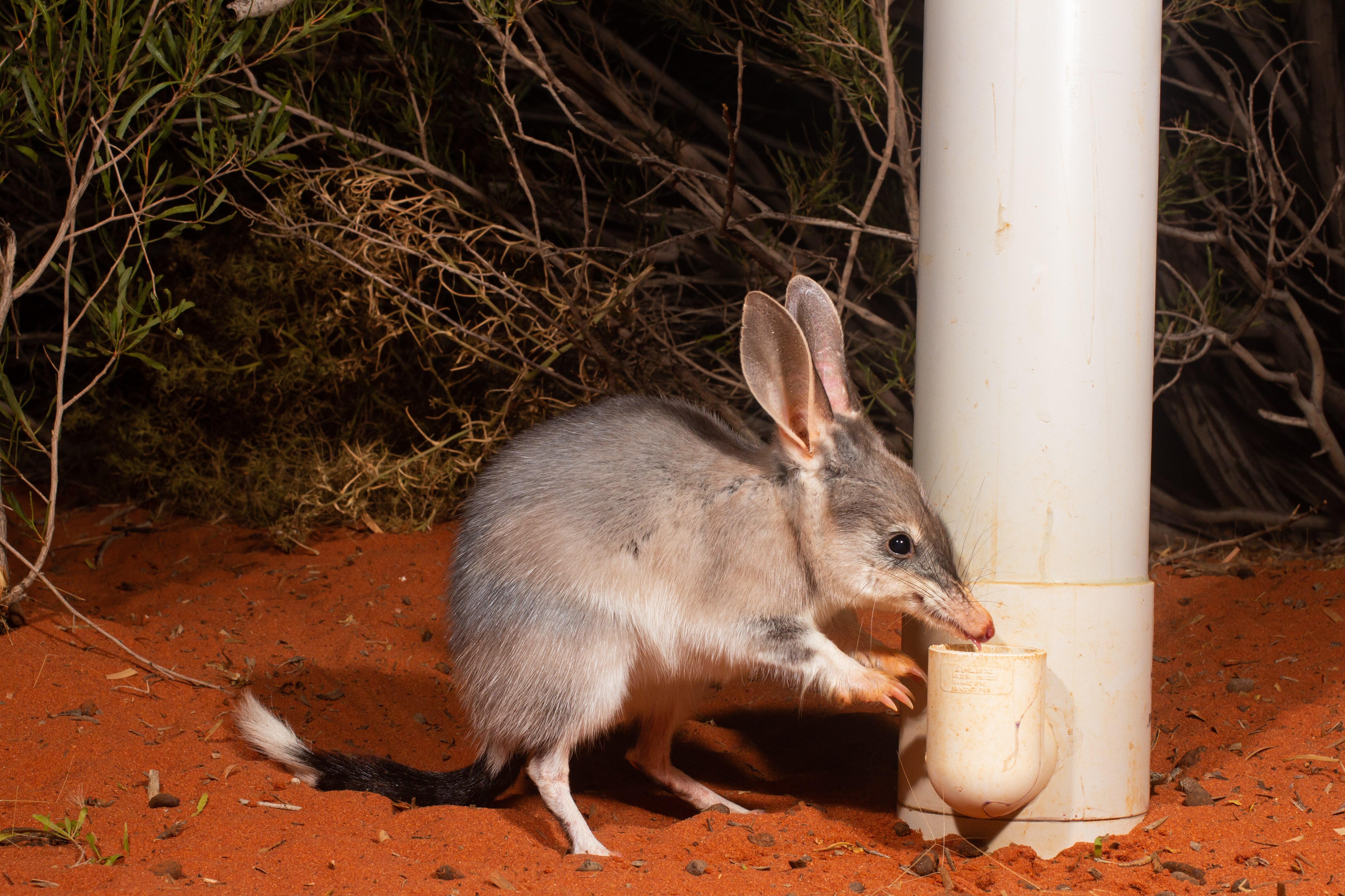 Bilbies' two minutes of fame for Netflix series, Animal - ABC News