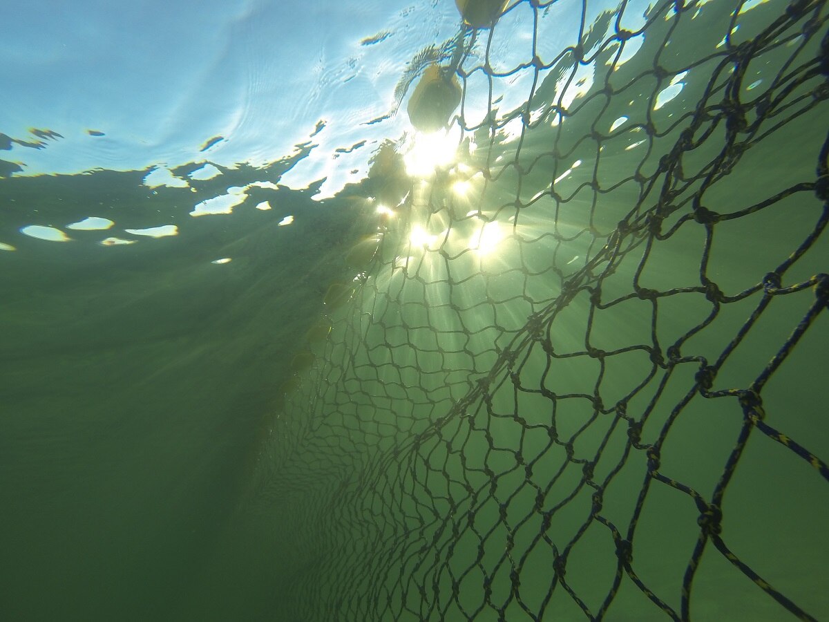 Shark management: Can anything be done to keep people safe in the water ...