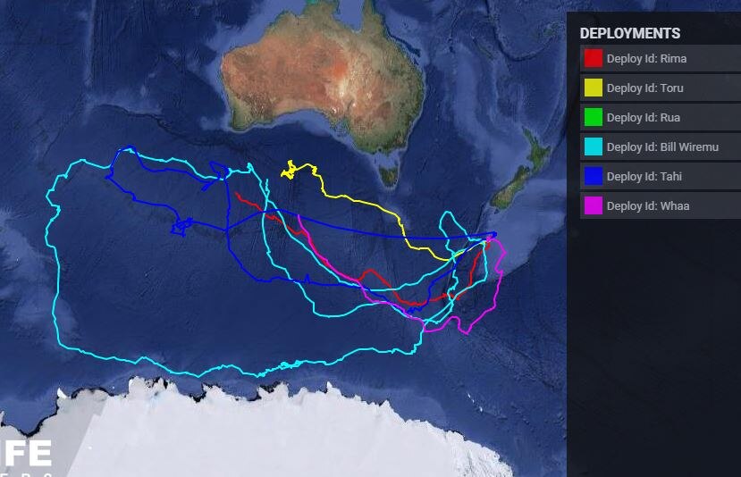 Southern right whale satellite tagging project blows migration ...