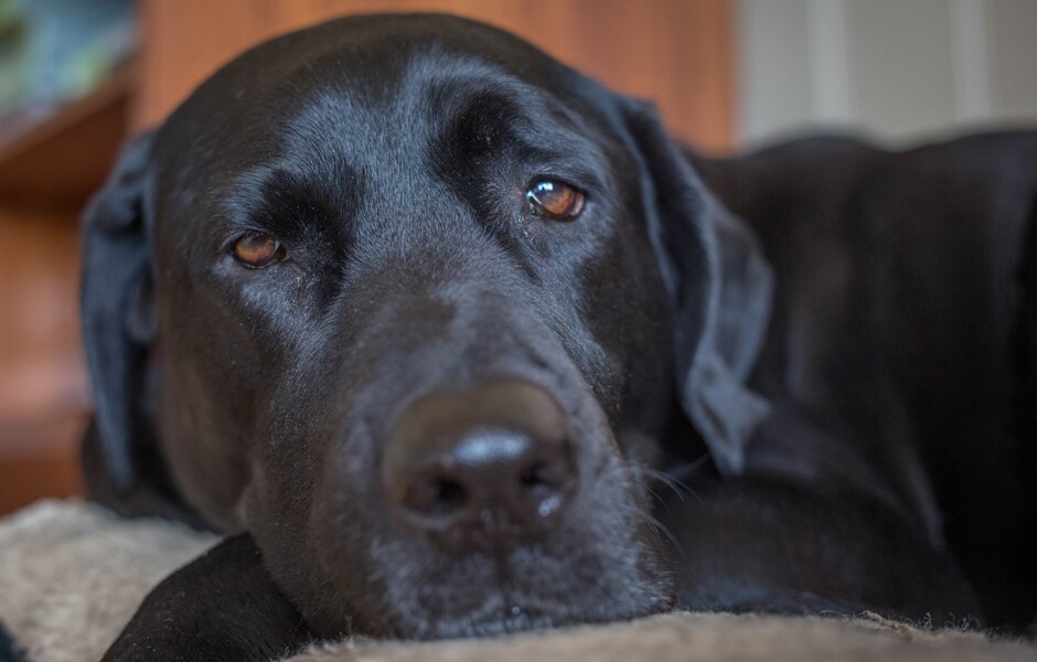 Working canines: The guide dog that saved his blind owner's life - ABC News
