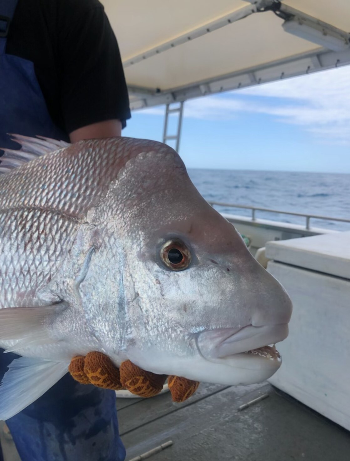 Fishing changes needed with low stocks of dhufish, pink snapper report ...