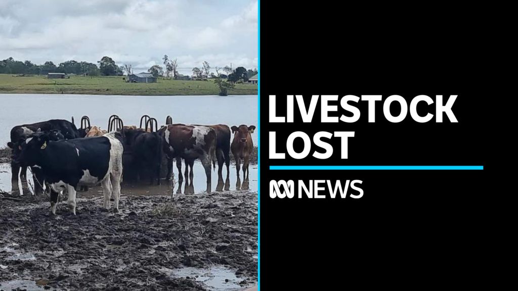 ‘At least 10,000 cattle lost’ Cattle farmers’ livestock devastated by ...