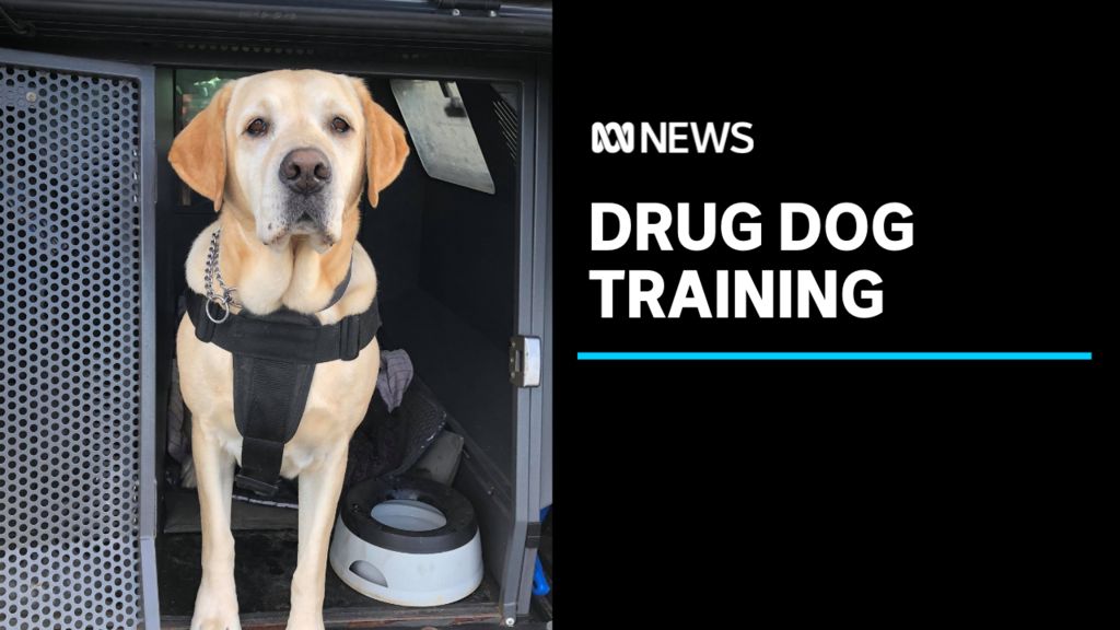 How Does A Drug Dog Alert