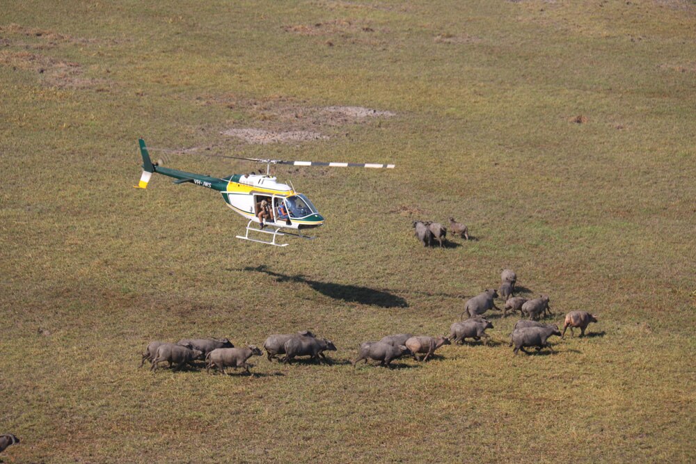 Crocodiles, wild storms, hair-raising helicopter rides all in a day's ...