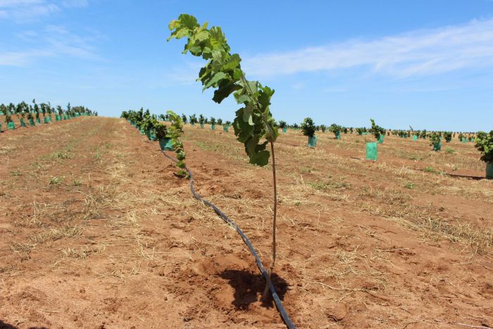 Satu Juta Hazelnut Ditanam di Australia Sebagai Bahan Produk Coklat ...