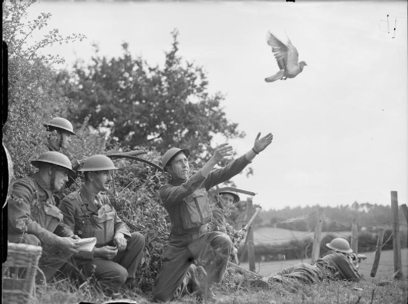 Code-breakers foiled by WWII pigeon - ABC News