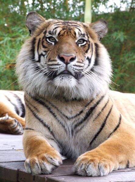 Tiger bite: Australia Zoo handler recovering after suffering puncture ...