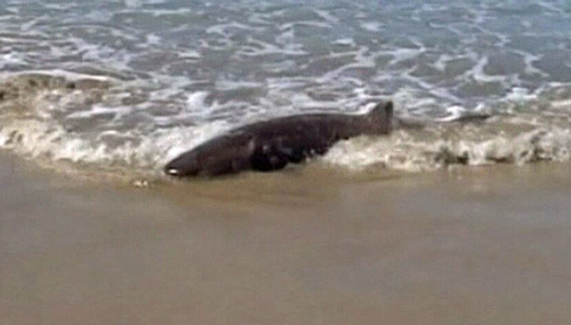 Killer whale takes on sharks - ABC News