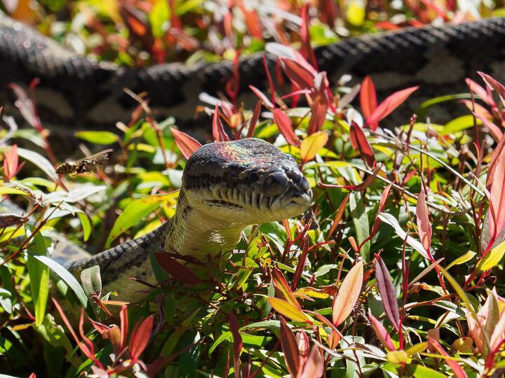 Mysterious pair of snakes found in Adelaide north-eastern suburbs ...