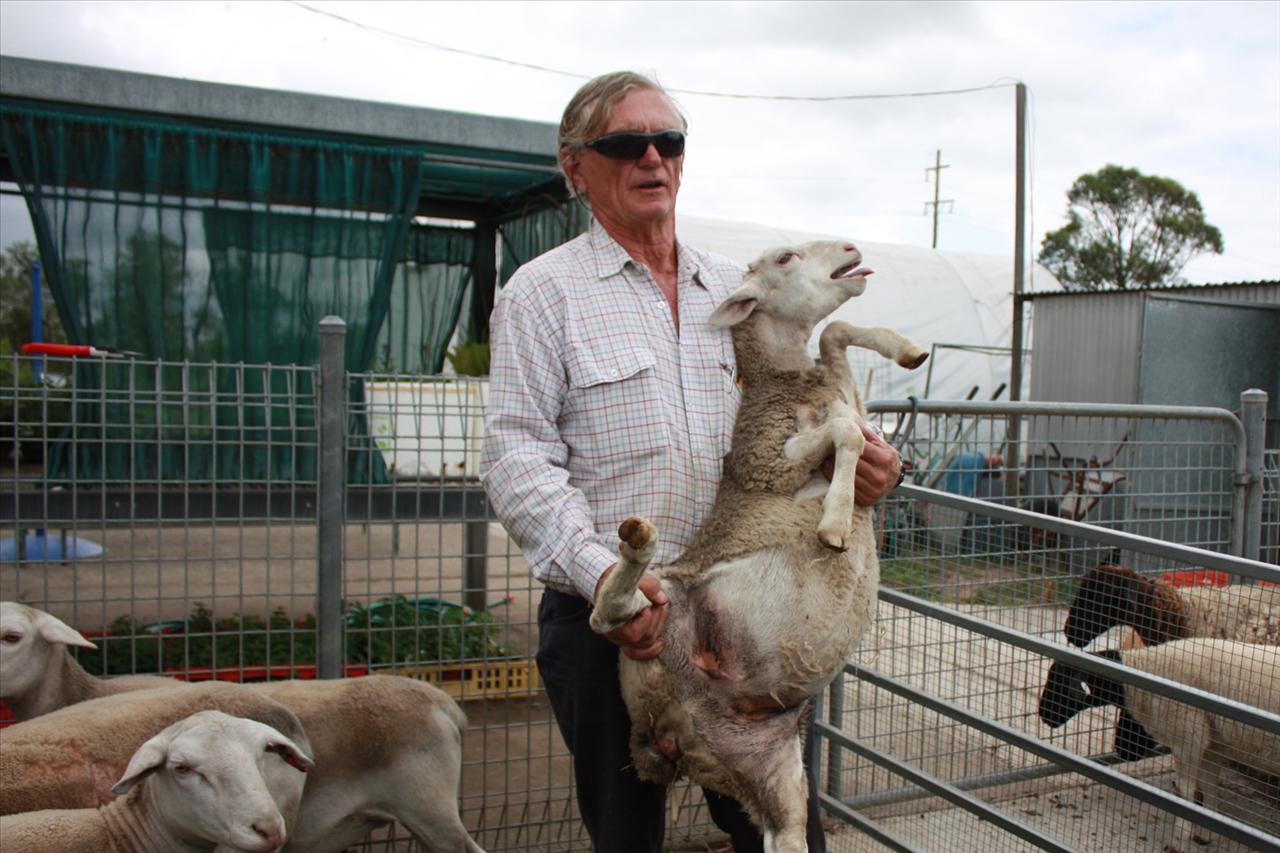 Sheep get feet wet - ABC News