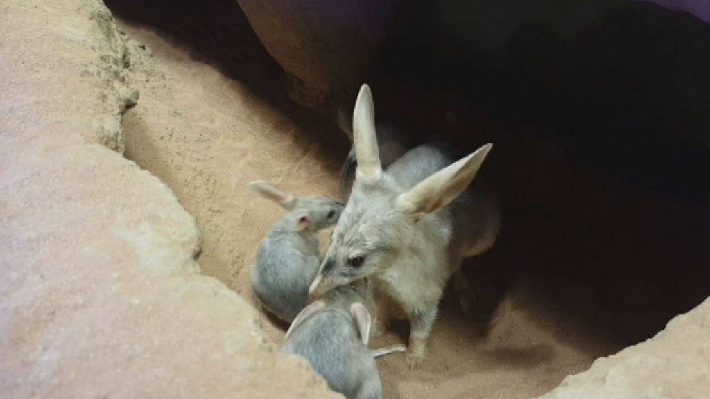 Bilby triplets emerge from mother's pouch - ABC News