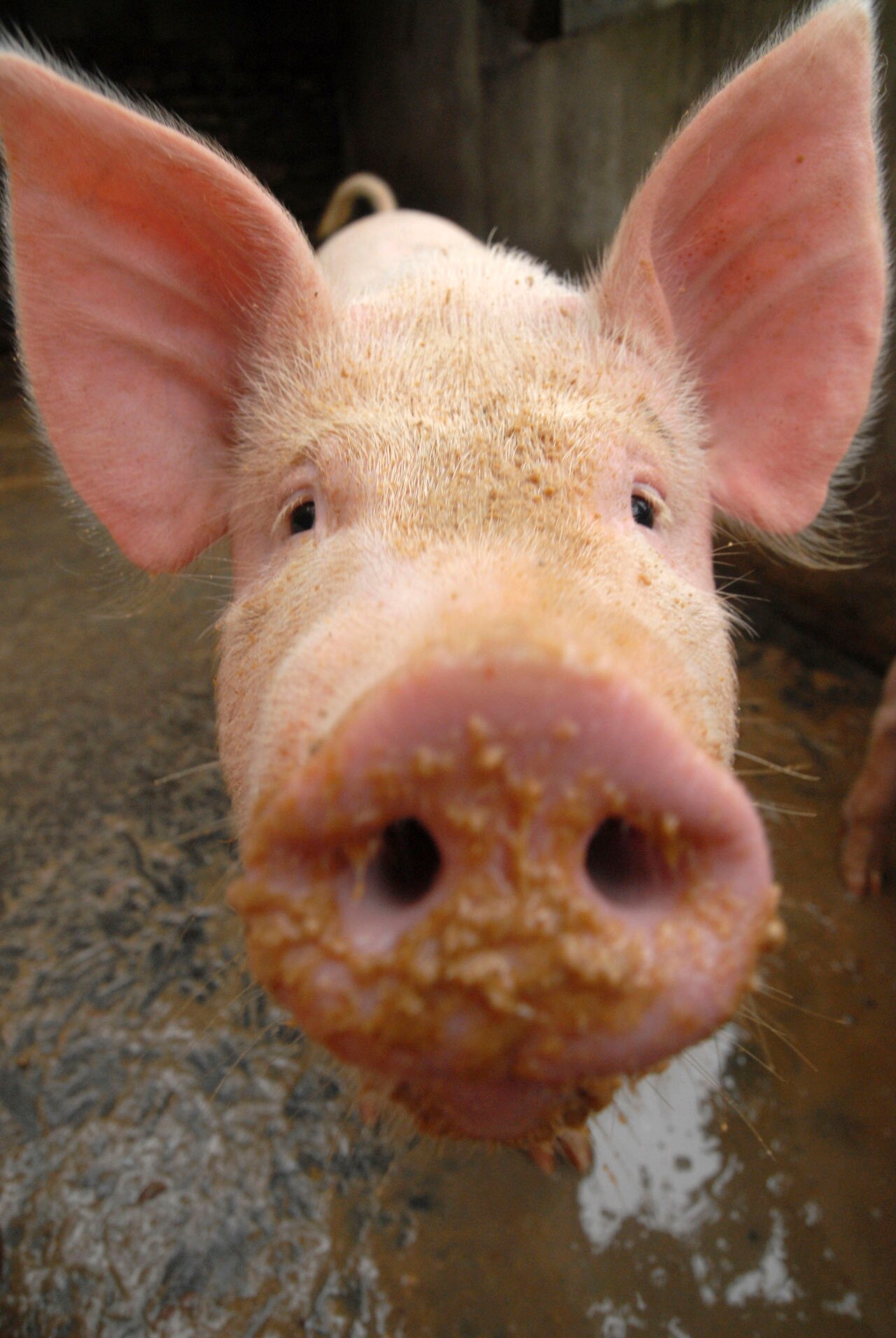 Pig skin brings hope to burns victims - ABC News