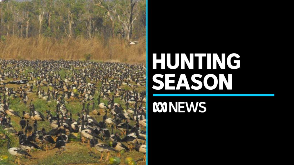 Waterfowl hunting season begins in the Top End - ABC News