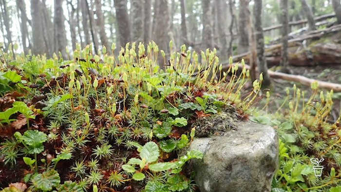Brilliant Bryophytes - Gardening Australia