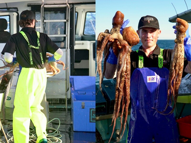 Rock star fishery booming in Western Australia, as octopus catch ...