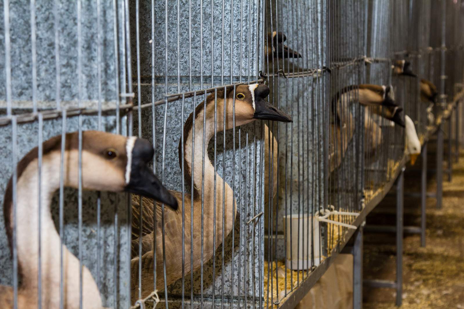 Veteran judge rules the roost at the poultry pavilion of the Royal ...