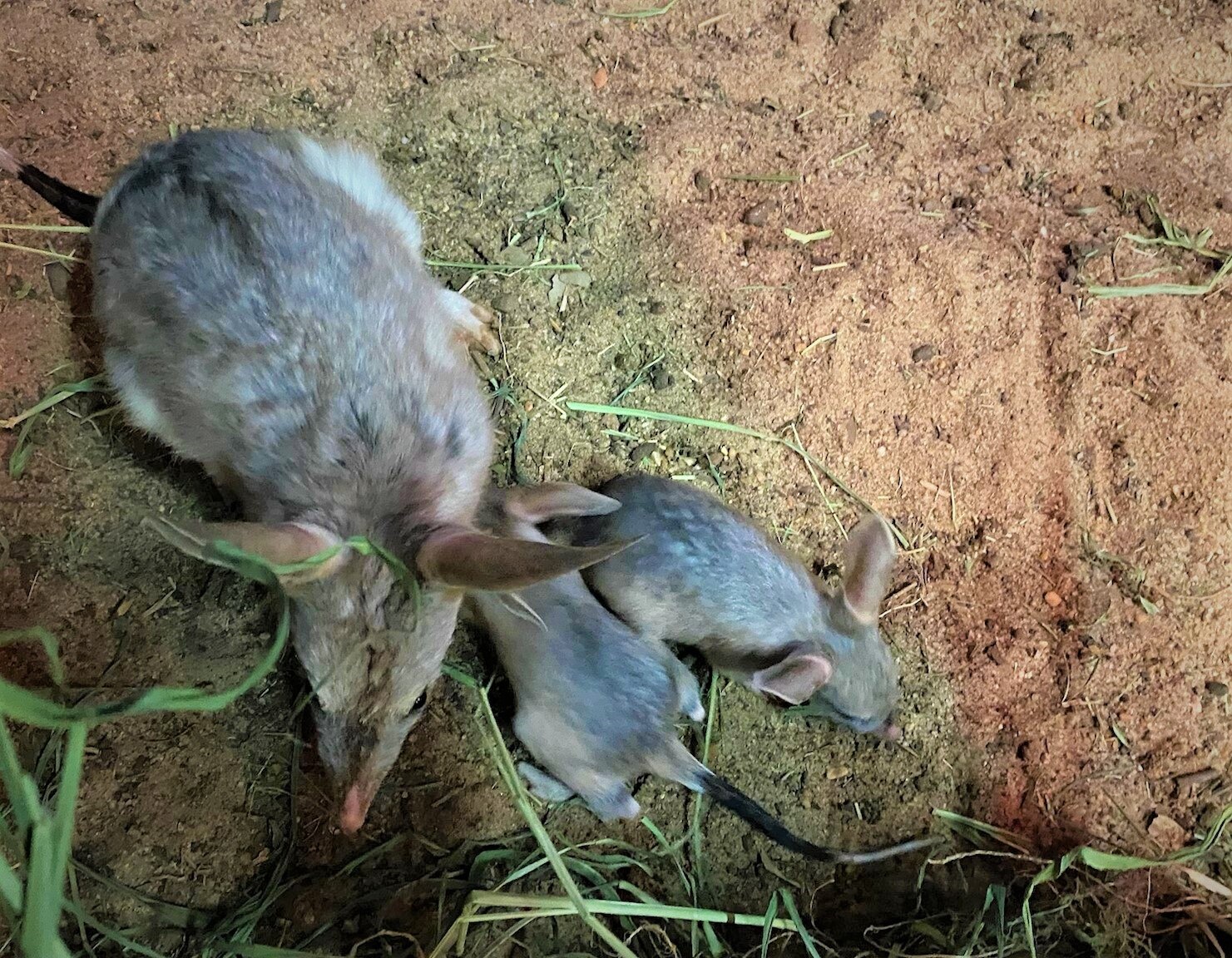 Bilby twins emerge from mum's pouch in Charleville conservation house ...