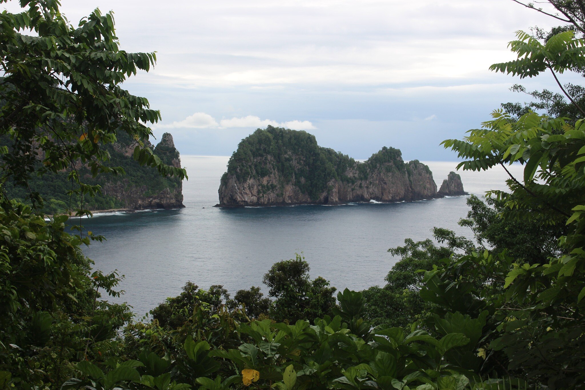 Could Samoa's largest but extinct butterfly be reintroduced home ...