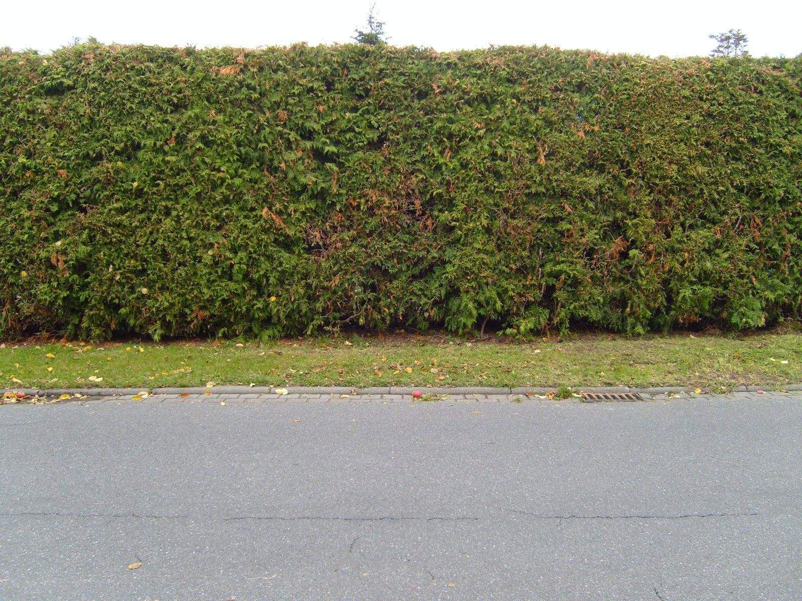 What To Do In The Garden: Pruning Canberra's Hedges - ABC listen