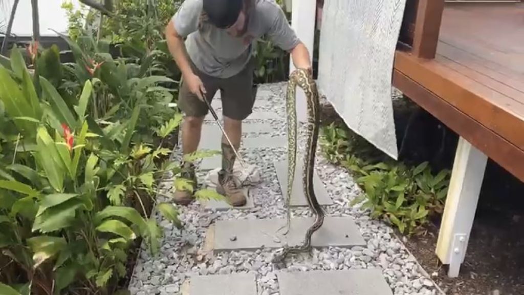 Large python tries to eat a four-month-old puppy - ABC News