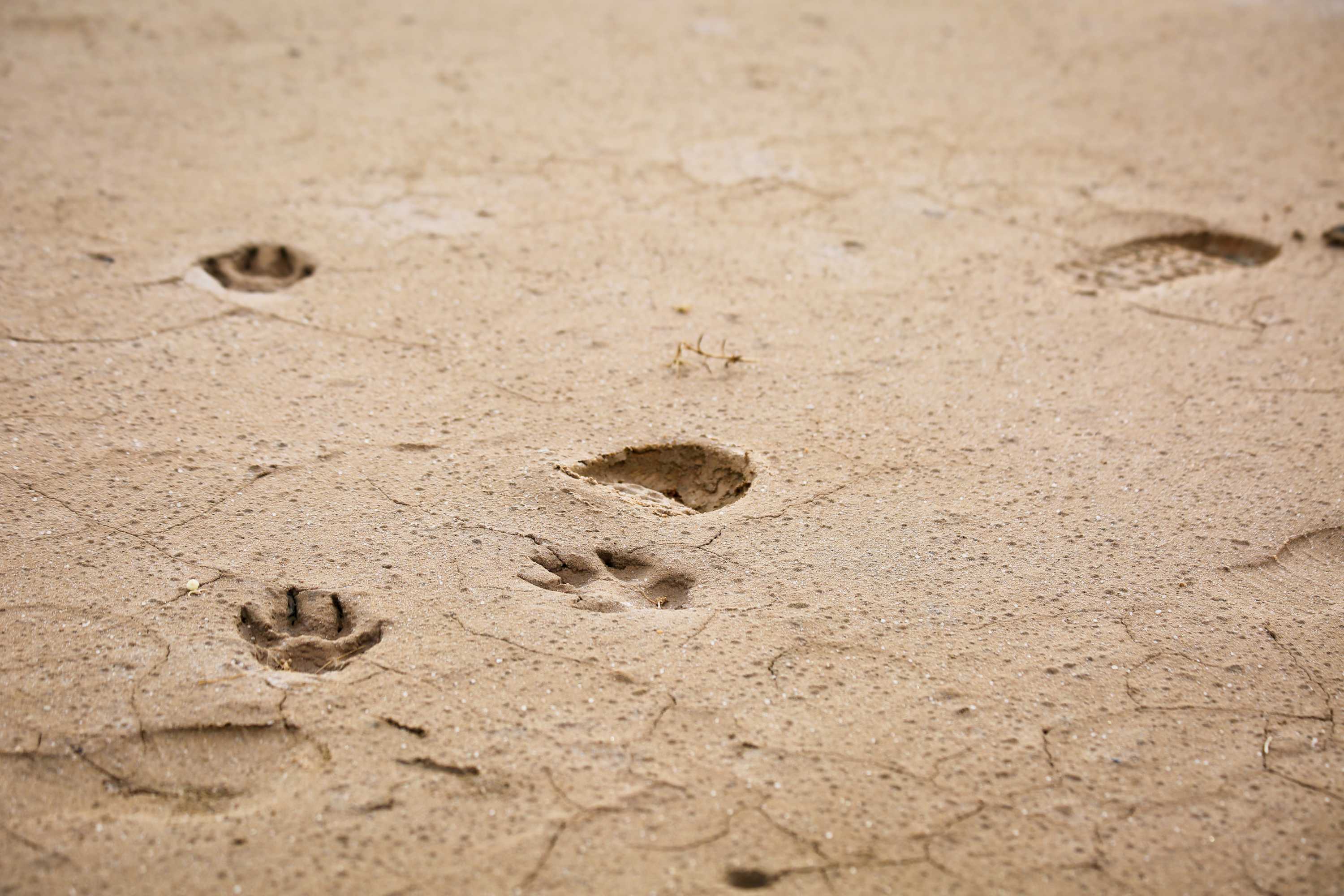 Dead dogs in trees: What's that all about? - ABC News