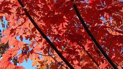 Choosing a Feature Tree - Gardening Australia