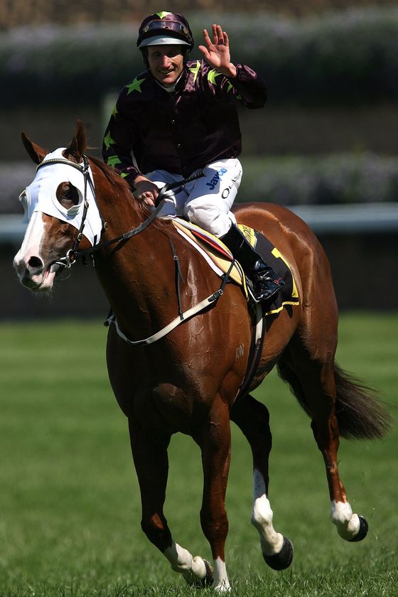 Apache Cat succumbs to broken bone - ABC News