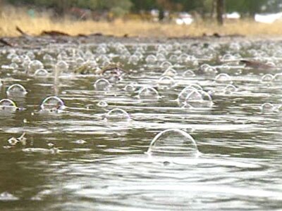 Too much rain for Kangaroo Island farmers. - ABC News