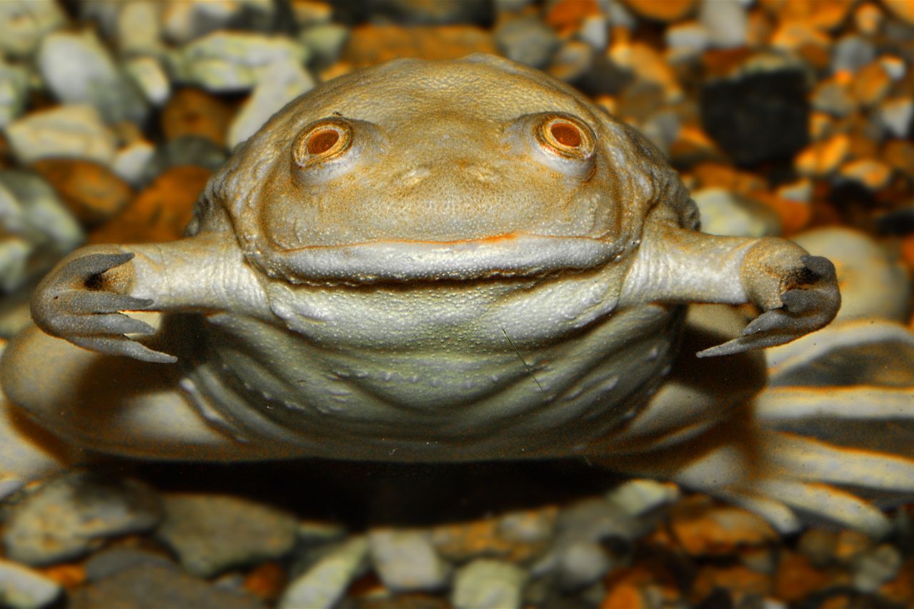 Pregnancy and frogs not a fertile mix - ABC News