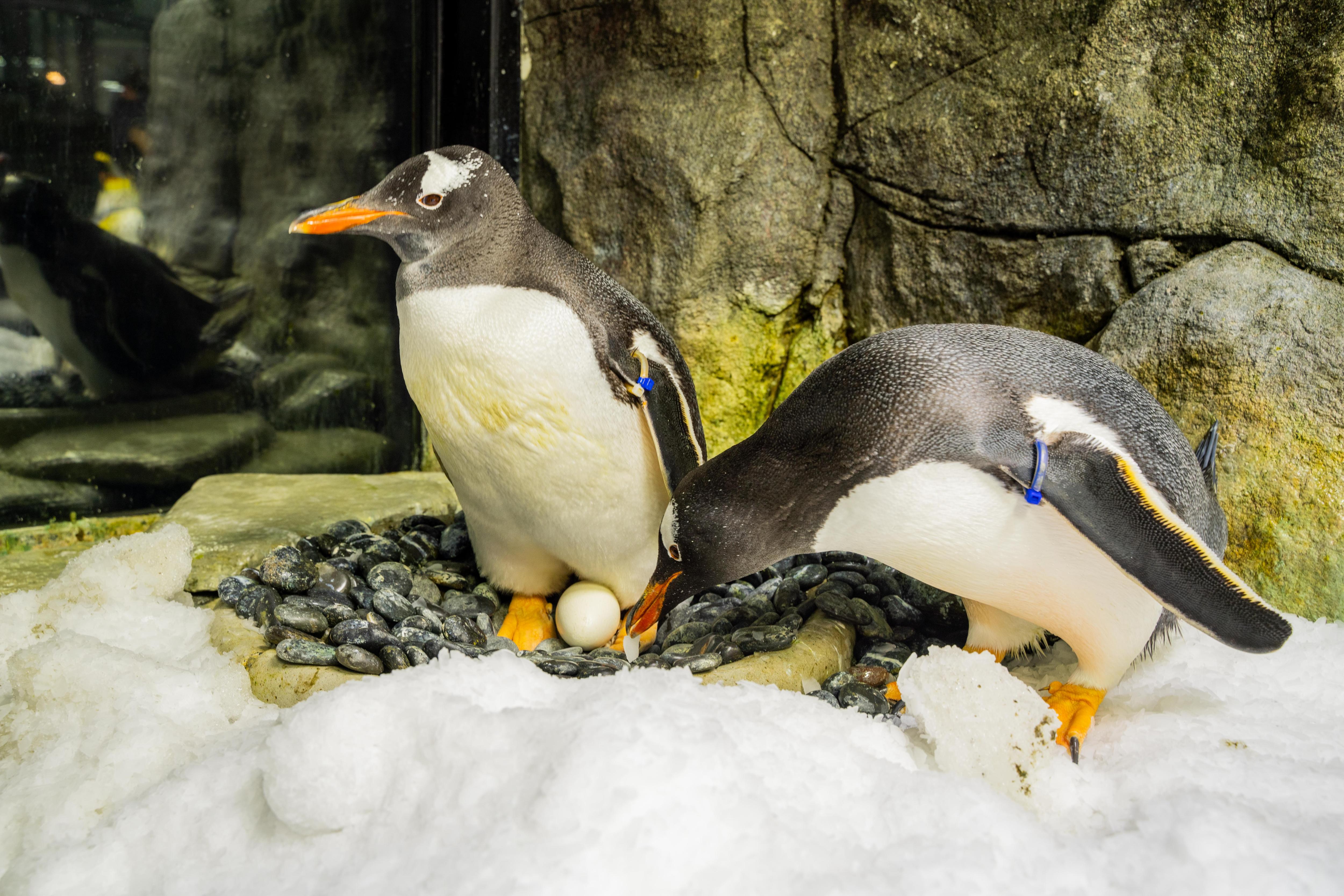Sphen the penguin, known for same-sex love story, dies at Sydney ...