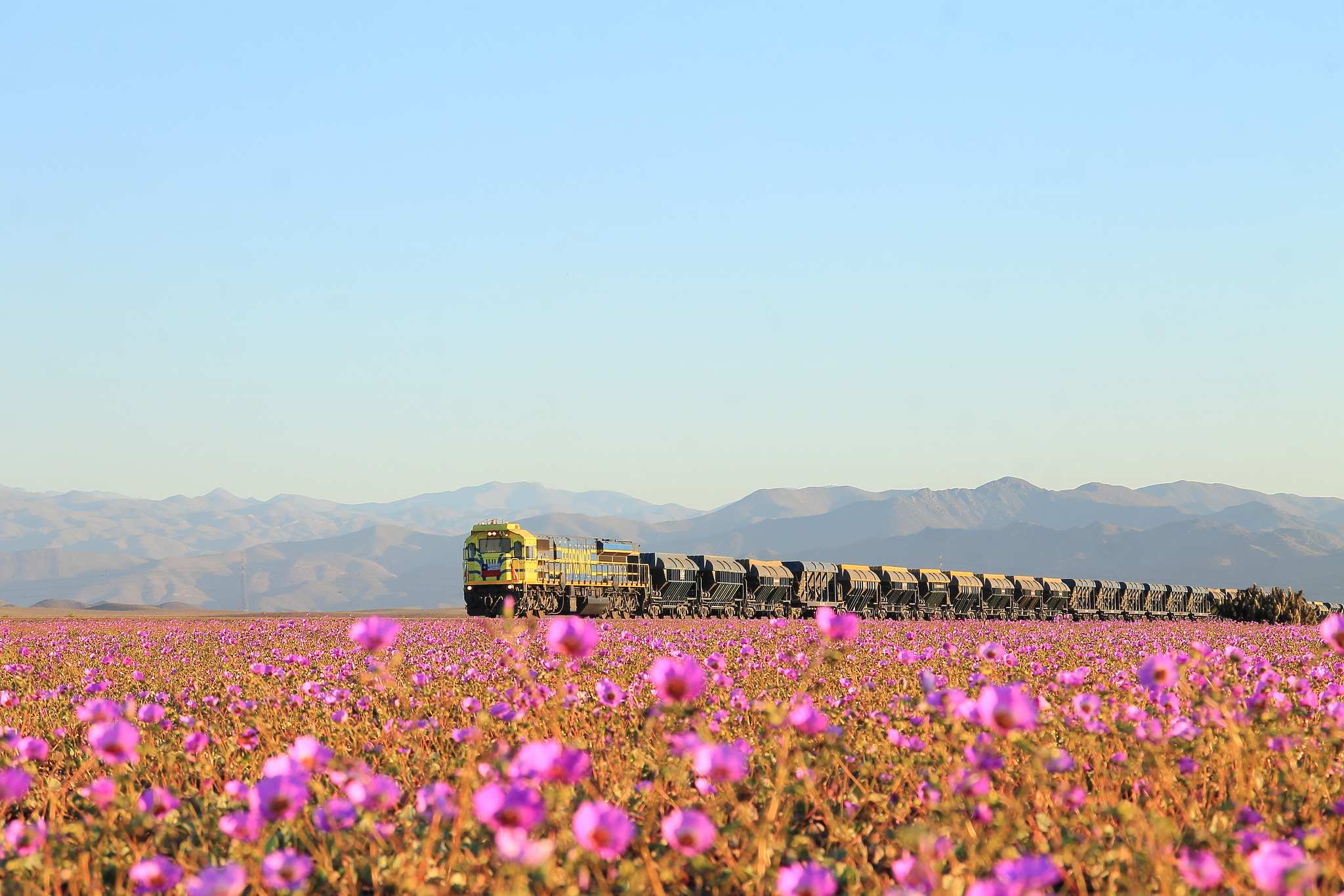 Atacama Desert becomes floral wonderland after historic rainfall in ...