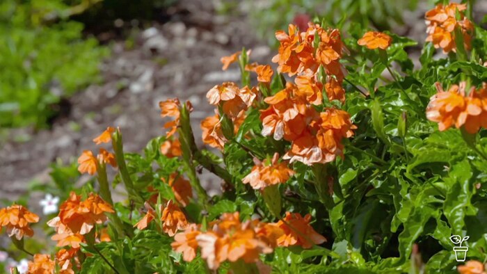 Fern Fabulousity - Gardening Australia