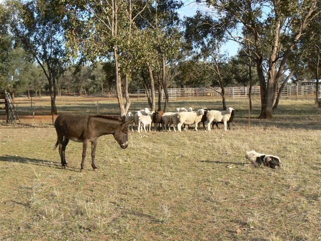 Desperate farmers turn to donkeys for protection - ABC News