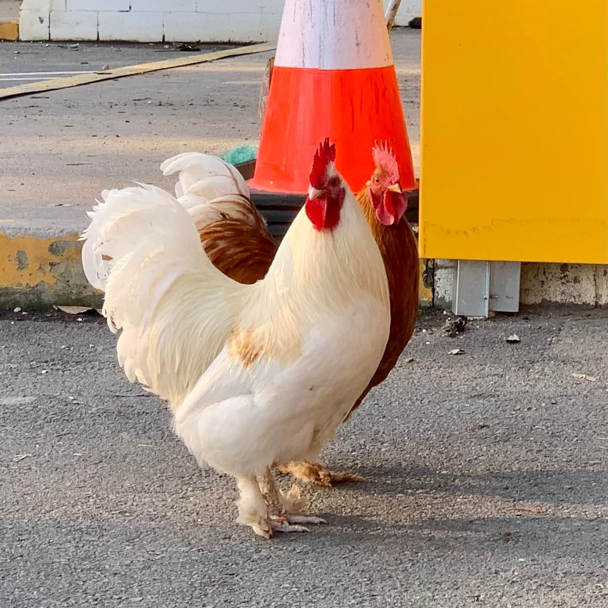 Runaway chickens make 'unexpected' new home at Gold Coast tip - ABC News